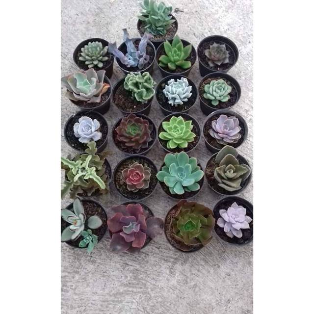 Jual Sukulen mini 30pcs | Shopee Indonesia