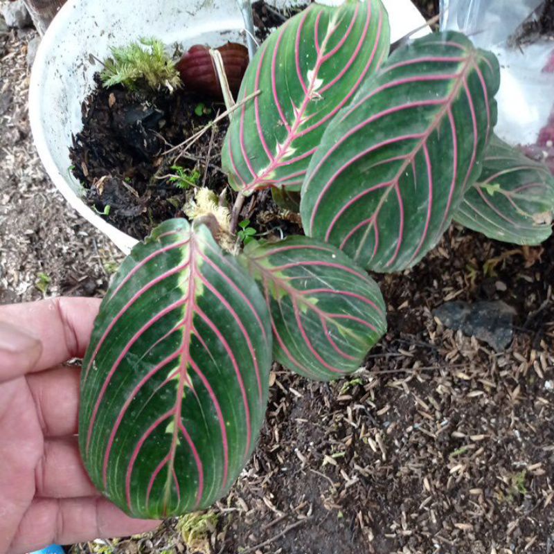 Jual calathea marantha | Shopee Indonesia