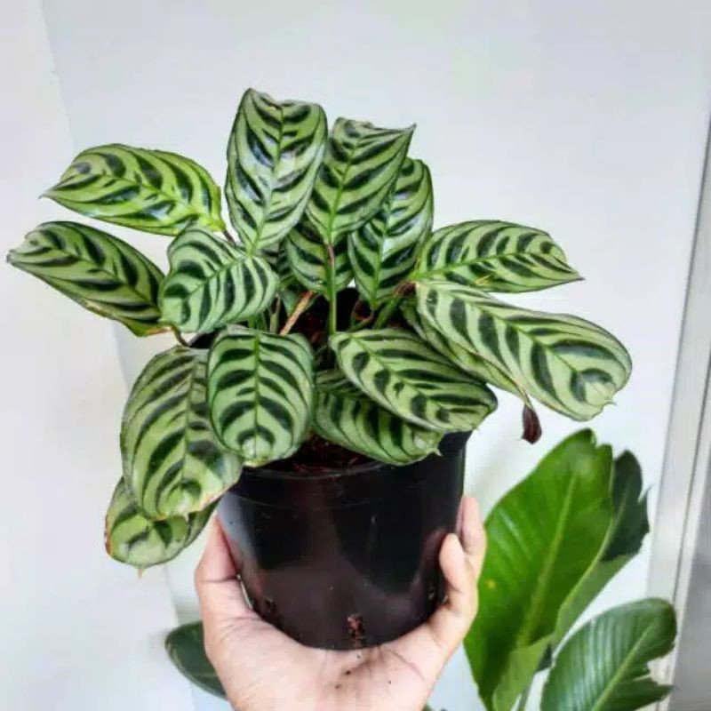 Jual Tanaman Hias Calathea Stromata, calatea , kalatea | Shopee Indonesia