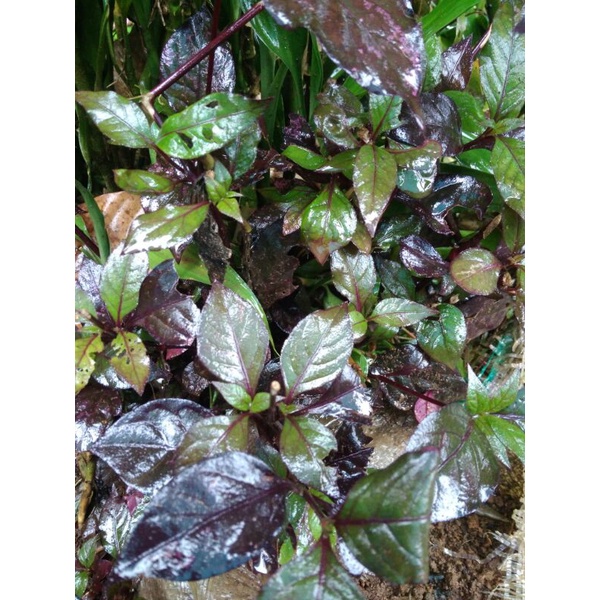 Jual Daun ungu segar/Handeuleum/Daun demung per lembar | Shopee Indonesia