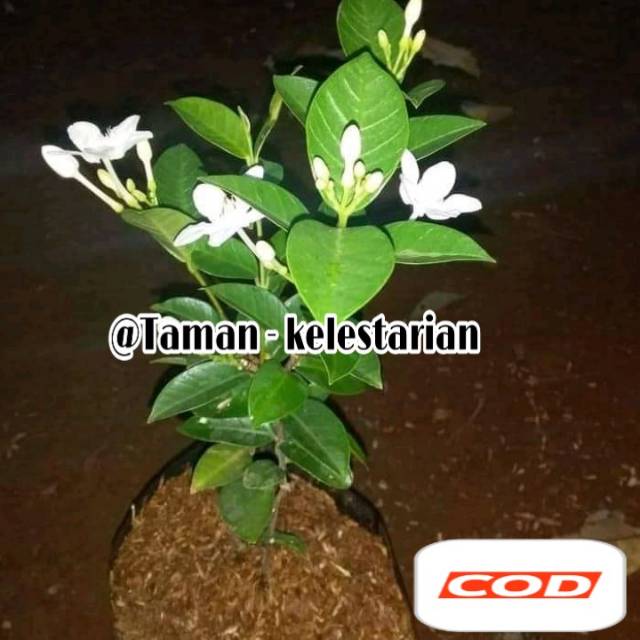 Jual Tanaman hias melati jasmin - Bunga Putih Tanaman hidup-bunga hidup ...
