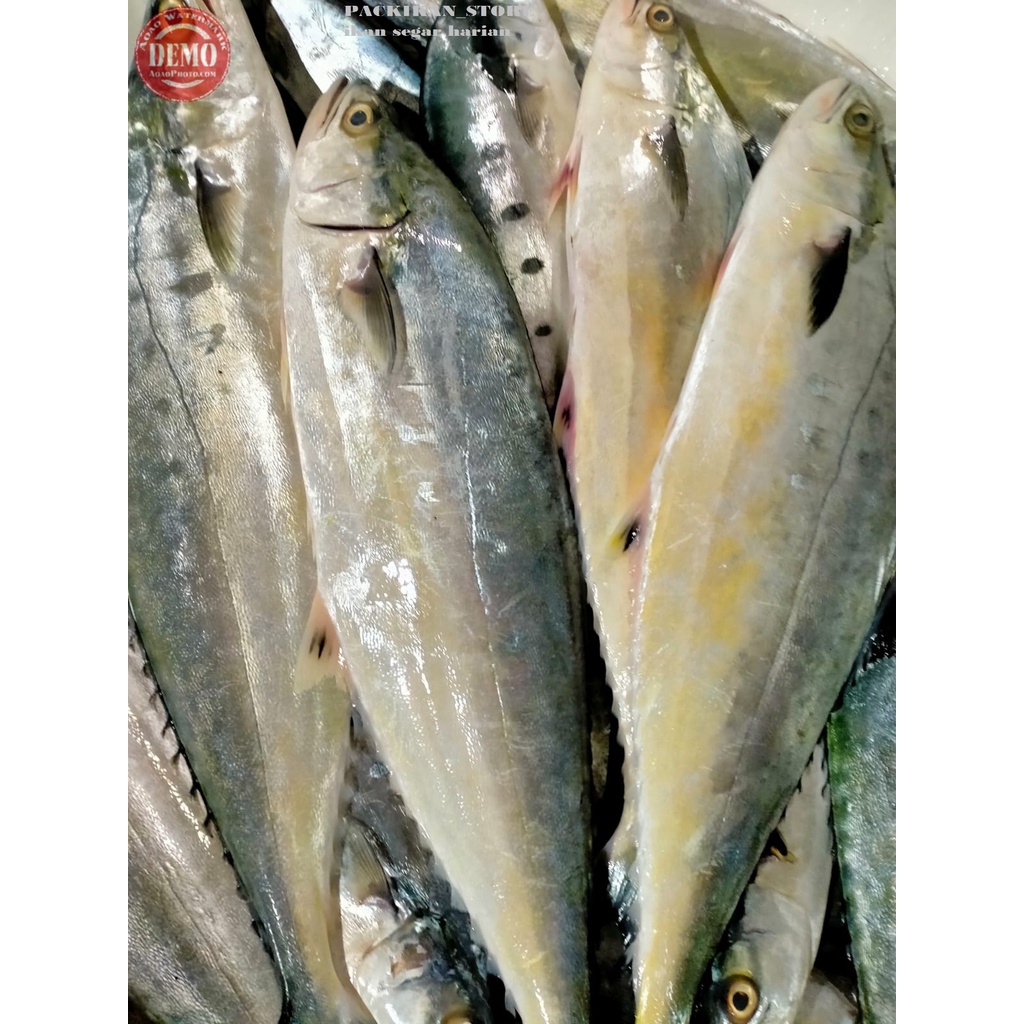 Jual Ikan Talang Talang Segar Frseh Dan Bergaransi | Shopee Indonesia