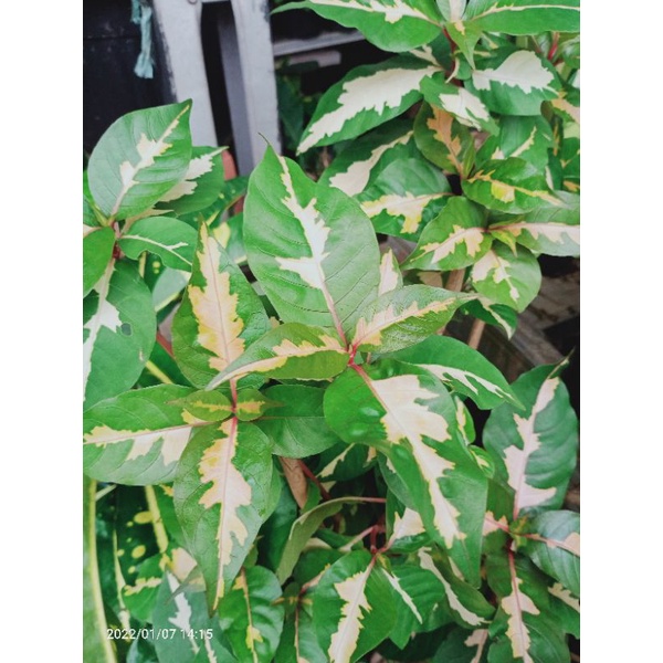 Jual Tanaman Daun Ungu variegata ( Graptophyllum) | Shopee Indonesia