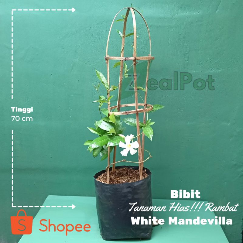 Jual Tanaman Hias Rambat Mandevilla Putih | Bibit Tanaman Hias Bunga ...