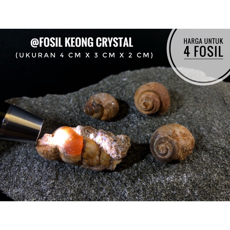 Jual Fosil Keong Crystal Natural B91 atau Fosil Kerang atau Fosil Kol ...