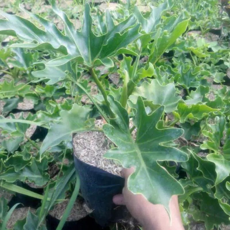 Jual Tanaman hias philodendron selloum-tanaman-tanaman hidup-pohon hias ...