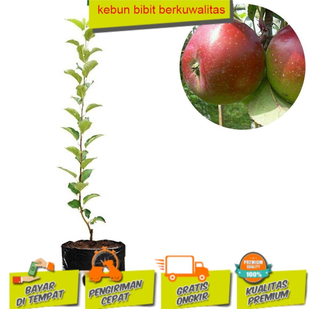 Jual Bibit Tanaman Apel Rome Beauty (BISACOD) | Shopee Indonesia