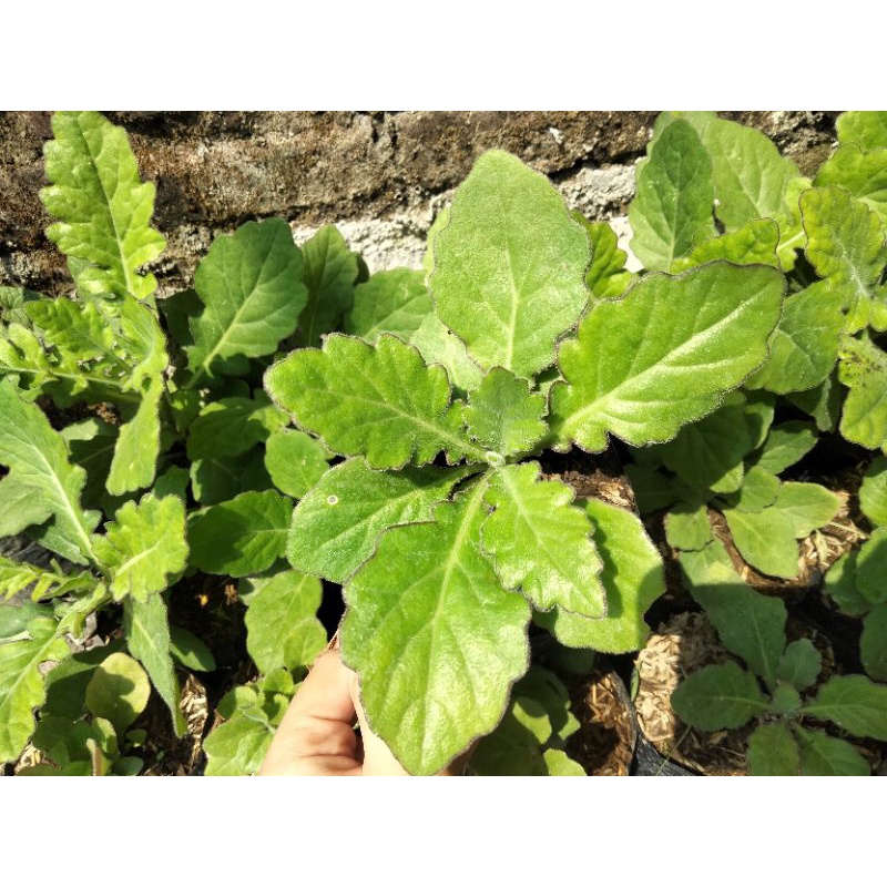 Jual Bibit Daun Dewa Super Unggul tanaman herbal untuk pengobatan ...