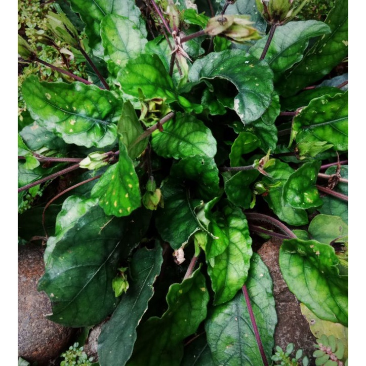 Jual Tanaman Paludarium Gempur Batu Terrarium Ruellia Napifera Bisa ...