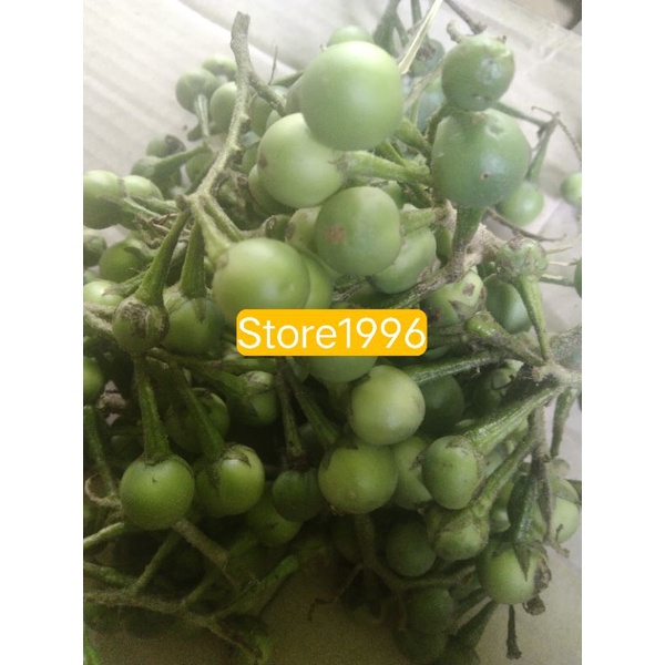 Jual Buah cepokak ataw takokak segar paket 1 kg | Shopee Indonesia