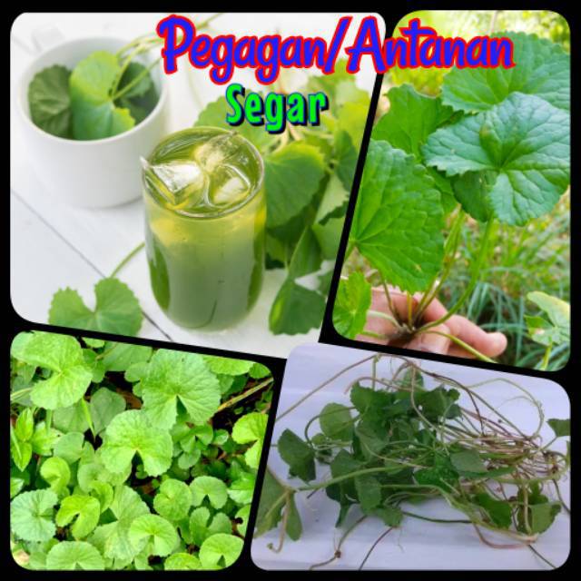 Jual PEGAGAN/ANTANAN SEGAR (Centella Asiatica) | Shopee Indonesia