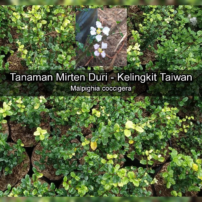 Jual Tanaman Hias Mirten Daun Hijau Duri - Kelingkit Taiwan - Mirten ...