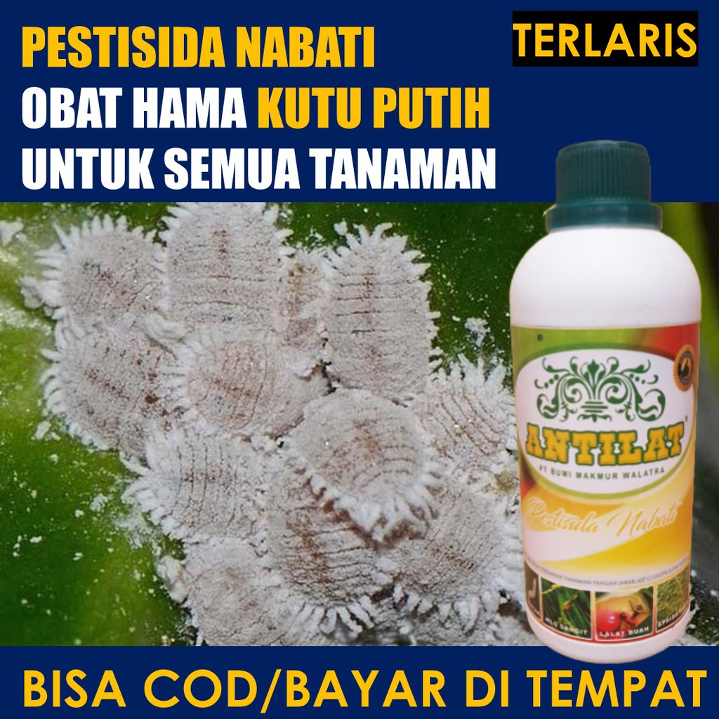 Jual 500 ML Obat Hama Organik ANTILAT Obat Pembasmi Hama Kutu Putih ... Jual 500 ML Obat Hama Organik ANTILAT Obat Pembasmi Hama Kutu Putih ...