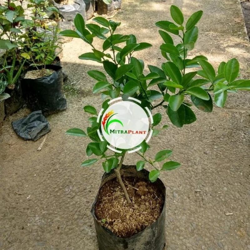 Jual Bibit Pohon Jeruk Nipis - Tanaman Buah Jeruk Nipis - Pohon Jeruk ... Jual Bibit Pohon Jeruk Nipis - Tanaman Buah Jeruk Nipis - Pohon Jeruk ...