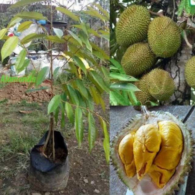Jual 3 durian super | Shopee Indonesia