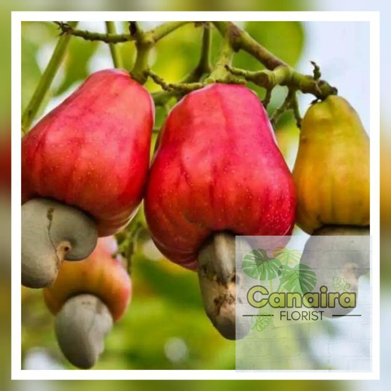 Jual Bibit Tanaman Buah Jambu Monyet | Shopee Indonesia