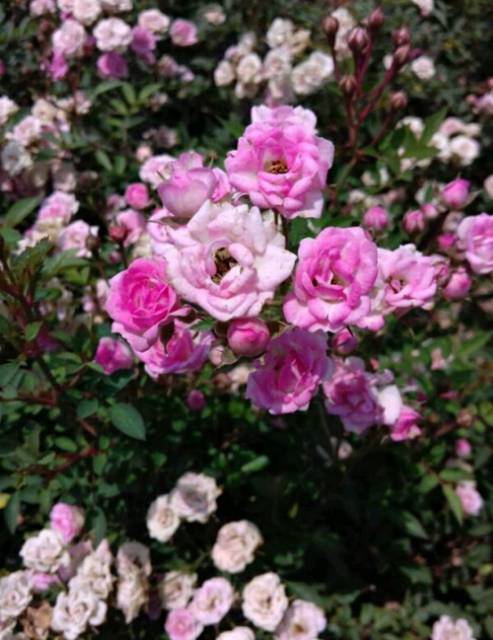 Jual Tanaman Bunga Mawar Baby Rose Pink (rosa polyantha) | Shopee Indonesia