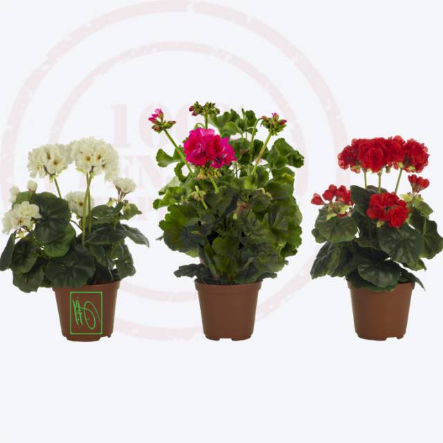Jual Tanaman bunga Geranium putih pink merah | Shopee Indonesia
