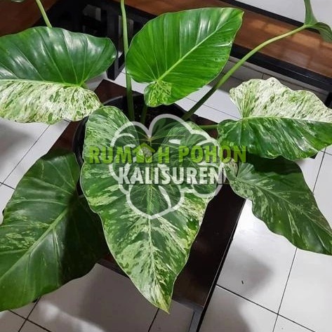 Jual TANAMAN HIAS PHILODENDRON MARBLE VARIEGATA - PHILO MARBLE VARIGATA ...