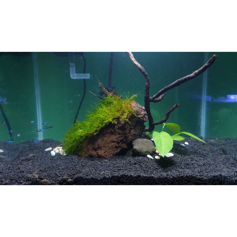 Jual java moss | Shopee Indonesia