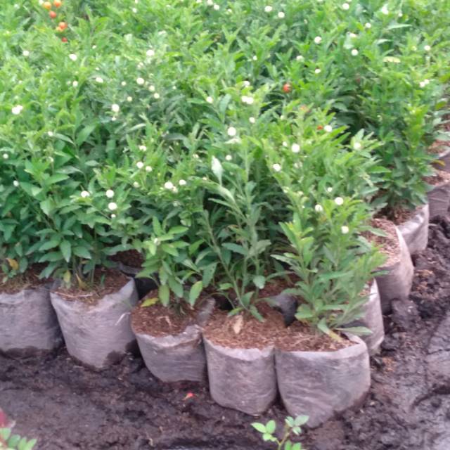Jual Tanaman cecenet tanaman hias benih tanaman tanaman jadul tanaman ...