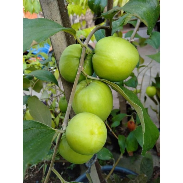 Jual Bibit Buah Bekul Apel atau Bibit Buah Bidara Apel | Shopee Indonesia