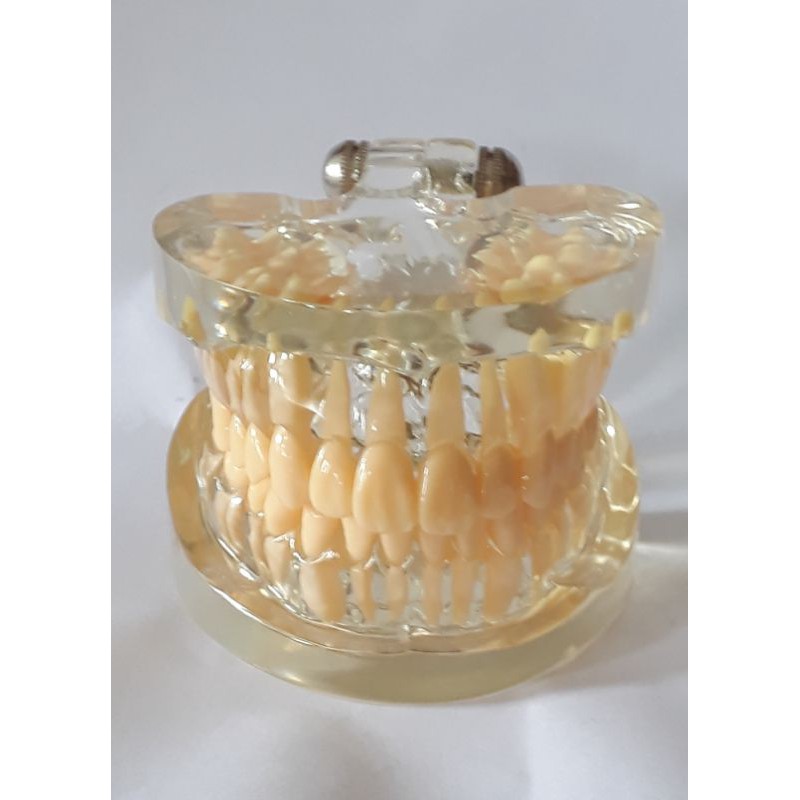 Jual Dental Model/ Phantom Gigi Transparan Standard/ Typodont/ Alat ...
