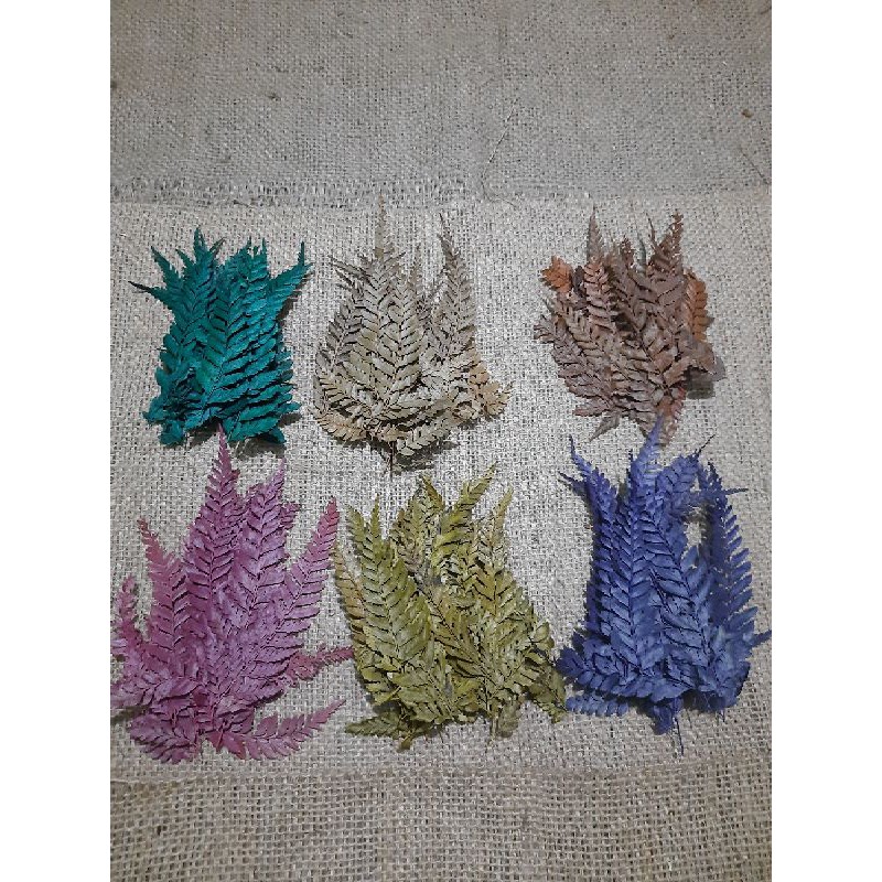 Jual bunga pakis kering | Shopee Indonesia