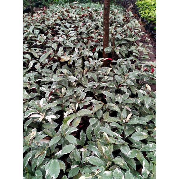 Jual bunga sambang darah / sambang darah merah putih /sambang darah ...