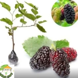 Jual Buah Murbei Terlengkap & Harga Terbaru Agustus 2024 | Shopee Indonesia