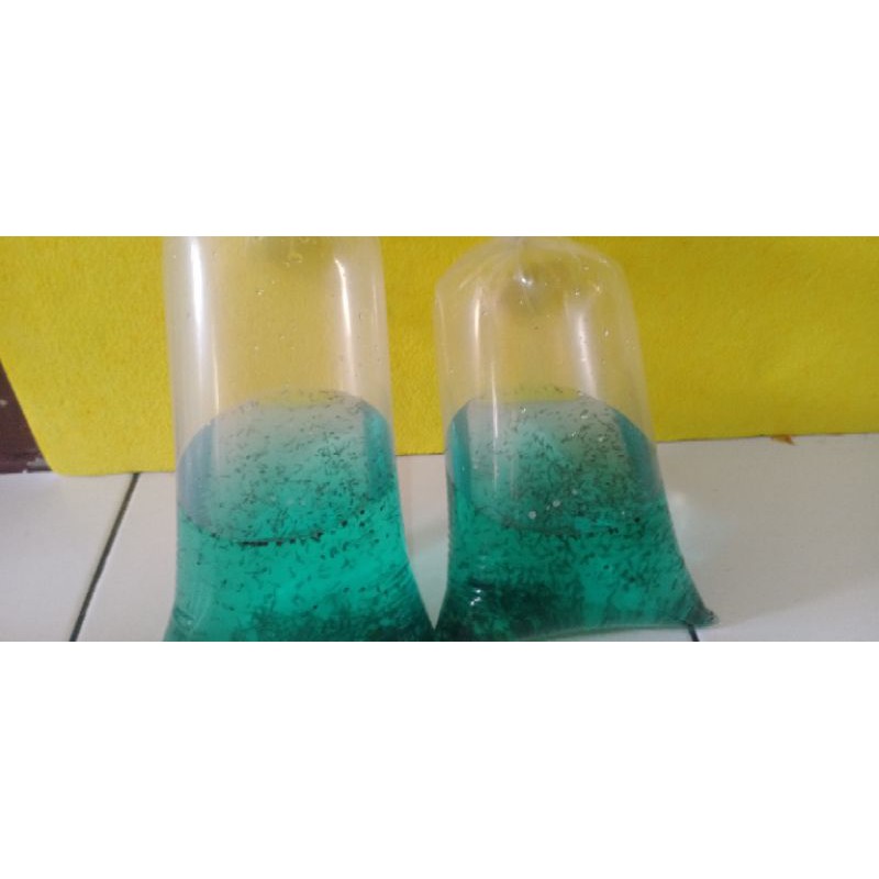 Jual Encu Jentik Pakan ikan cupang 1 Plastik besar | Shopee Indonesia