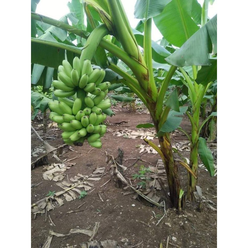 Jual BIBIT UNGGUL !!!, Jual Bibit Pisang Kirana Mas, Jual Bibit Pisang ... Jual BIBIT UNGGUL !!!, Jual Bibit Pisang Kirana Mas, Jual Bibit Pisang ...