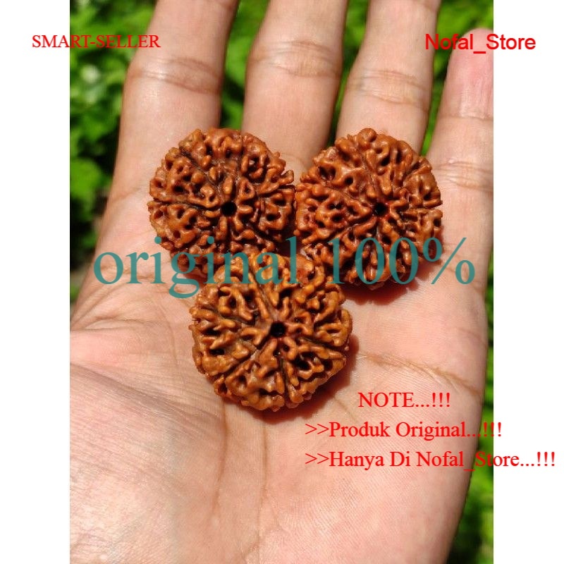 Jual Jenitri Rudraksha Besar Jumbo Besar | Shopee Indonesia