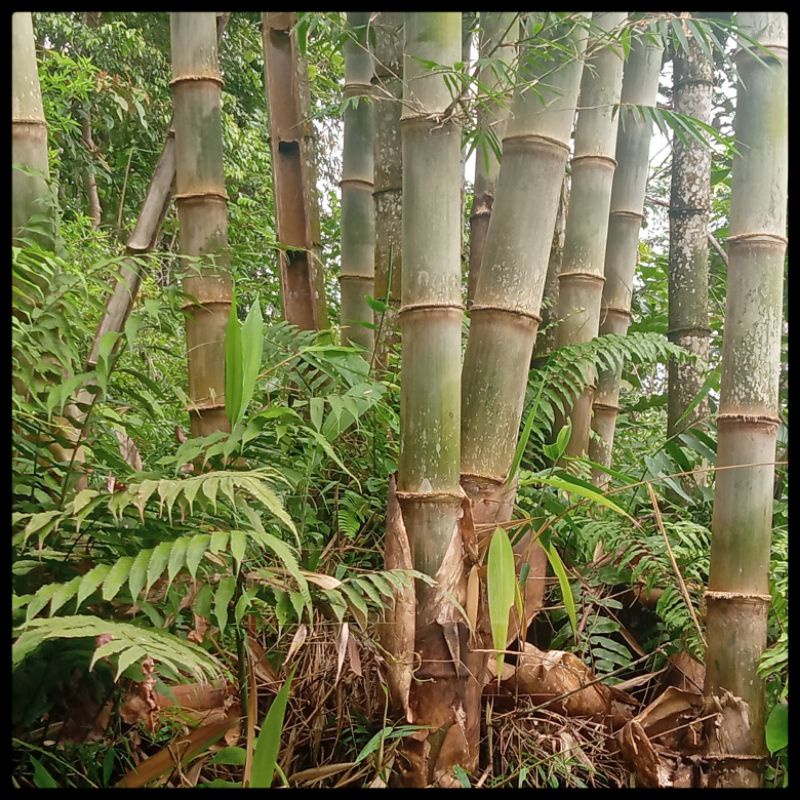 Jual Bibit Tanaman Bambu Petung Raksasa / Bibit Bambu Rebung / Bibit ...