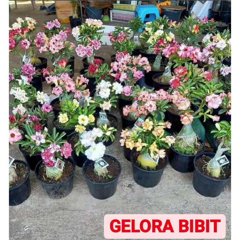 Jual Adenium bunga tumpuk grafting size A cantik | Shopee Indonesia