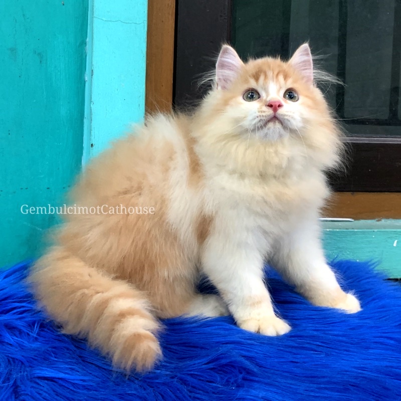 Jual Kucing kitten Ragdoll Himalaya Persia Mainecoon Flatnose Anakan ...