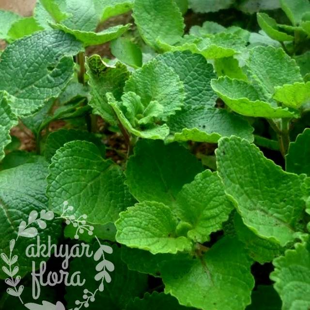 Jual Daun Bangun Bangun Torbangun Booster Asi per 10 helai | Shopee ...