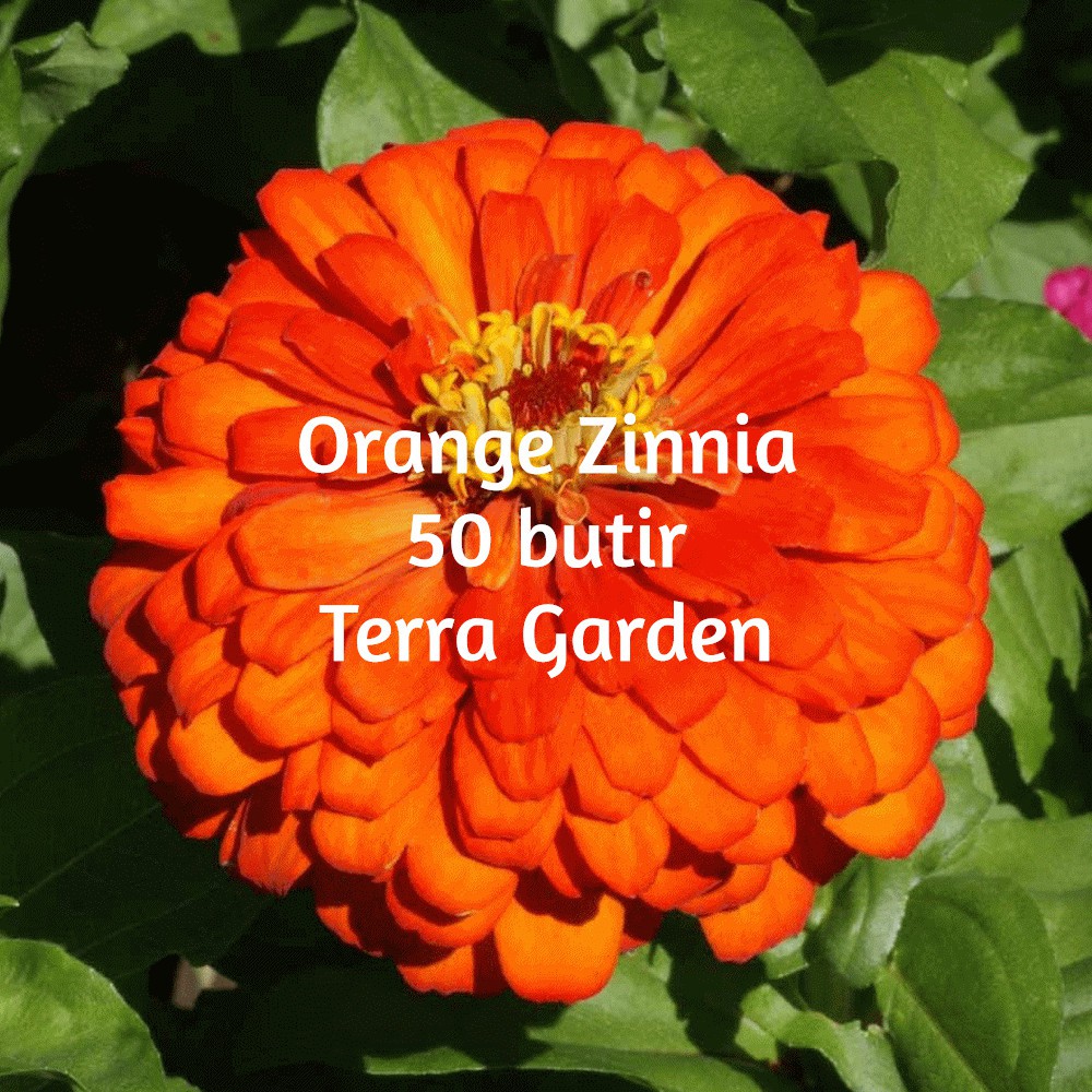 Jual Biji Benih Bunga Zinnia Red White Pink Orange Purple Yellow Mix ...