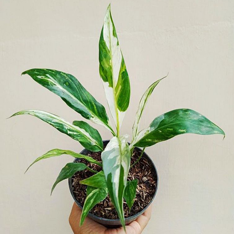 Jual ( BISA COD ) Tanaman Spatufilum Variegata Peace Lily Varigata ...