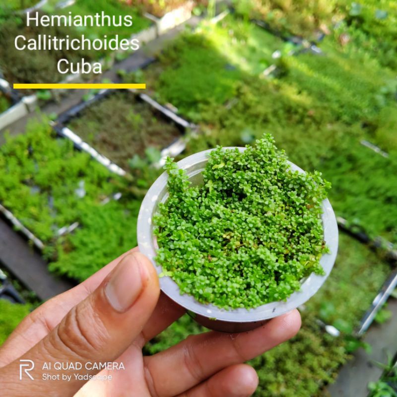 Jual hc cuba, per 1 cup, tanaman karpet aquascape, paludarium | Shopee ...