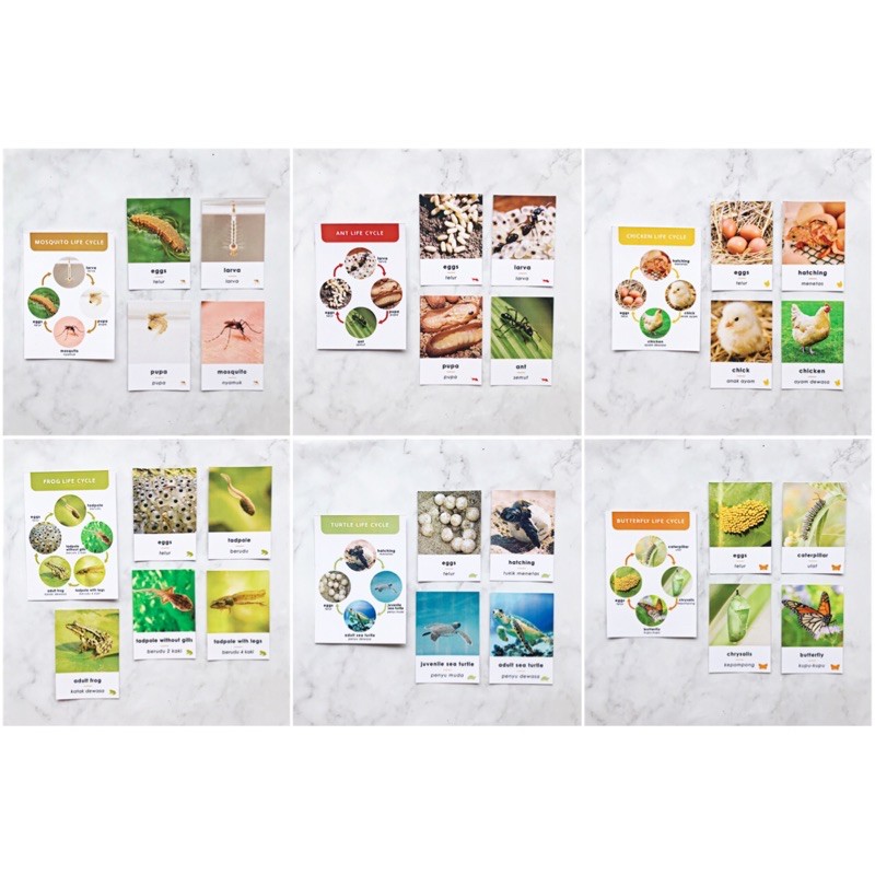 Jual Life cycle card animal/kartu siklus hidup binatang hewan/kartu ...
