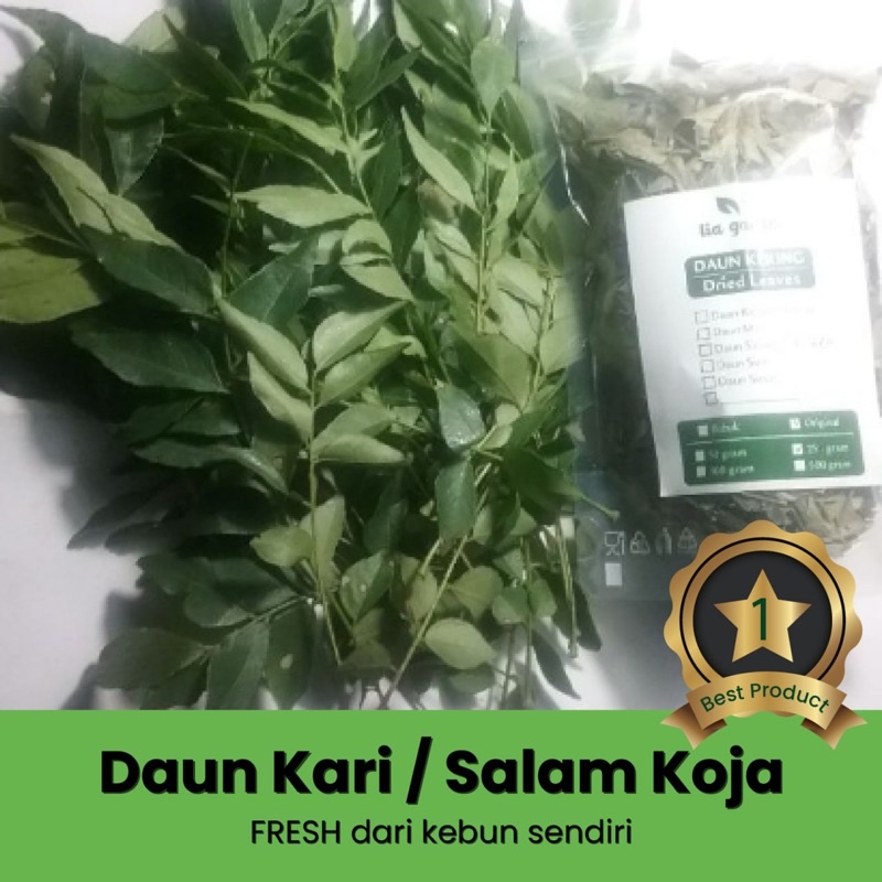Jual daun salam koja / daun kari daun kare FRESH daun temuru / daun ...