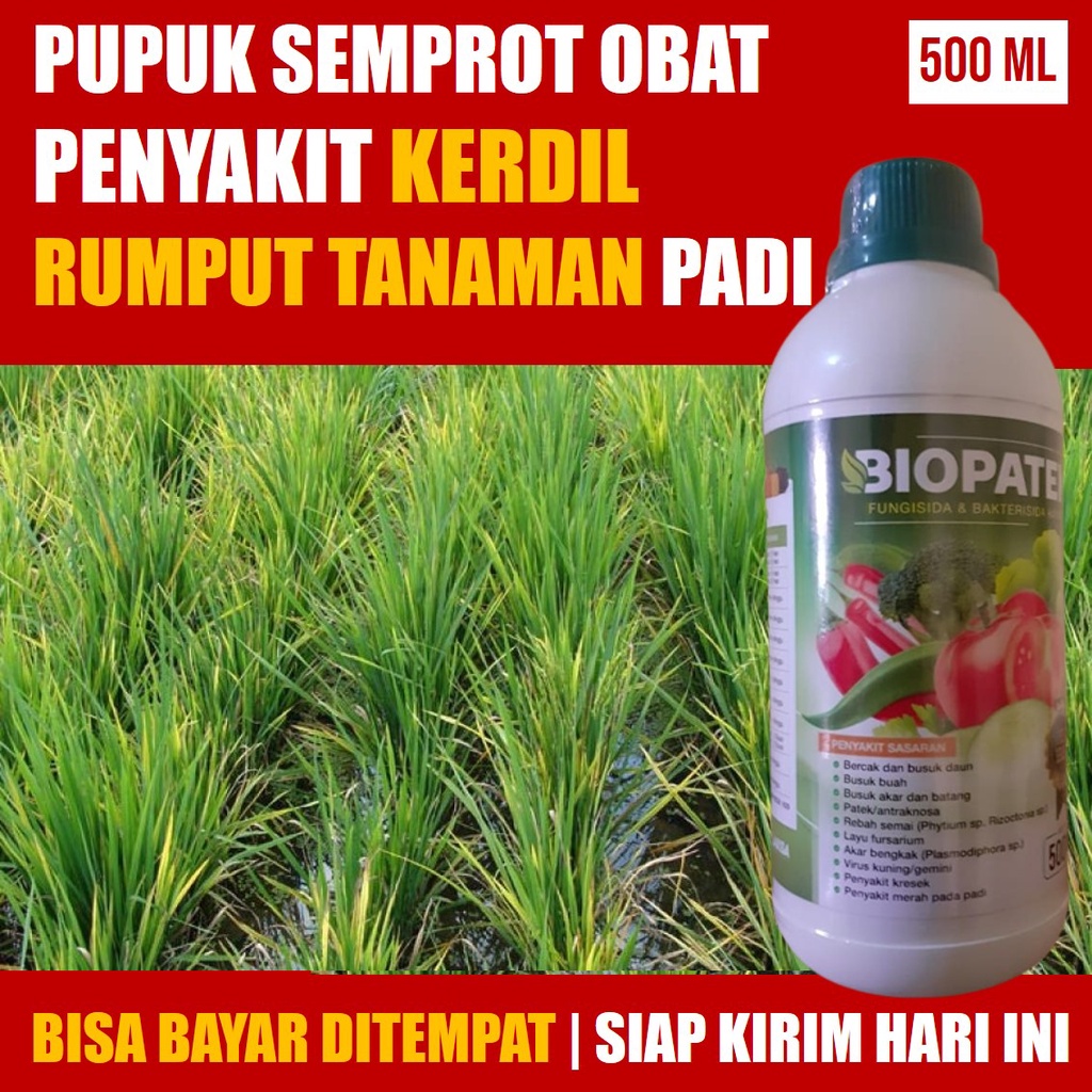 Jual OBAT Semprot Kerdil Rumput Pada Tanaman Padi BIOPATEK 500 ML ...