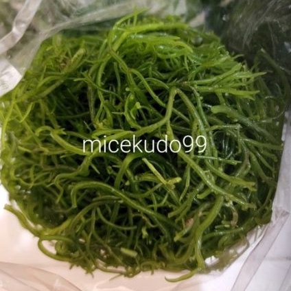 Jual RUMPUT LAUT SEGAR BULUNG FRESH SEAWEED HIJAU PUTIH GREEN WHITE ...