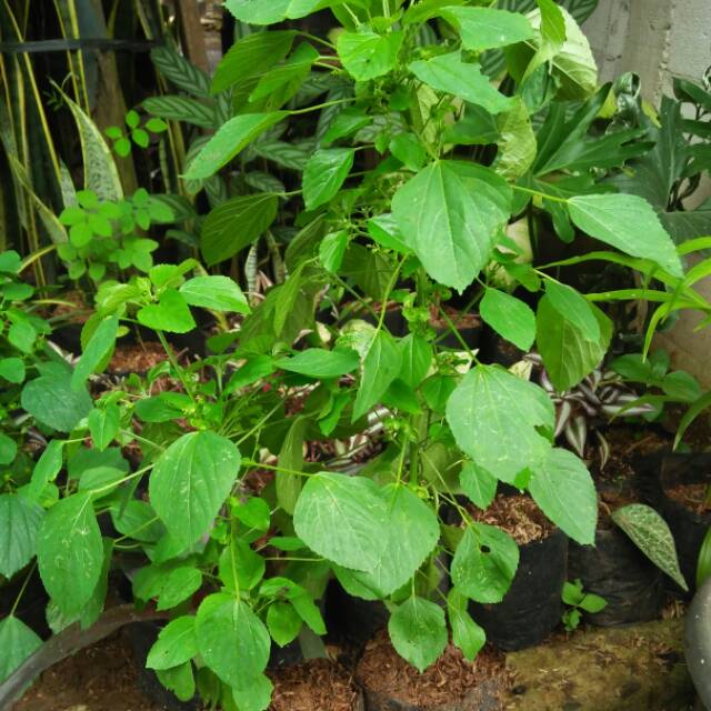 Jual Pohon herbal antingan atau akar kucing obat kucing, obat terafi ...