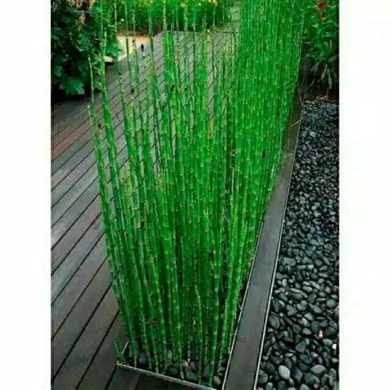 Jual tanamanhias bambu lidi air - bambu air - tanaman tahan air ...