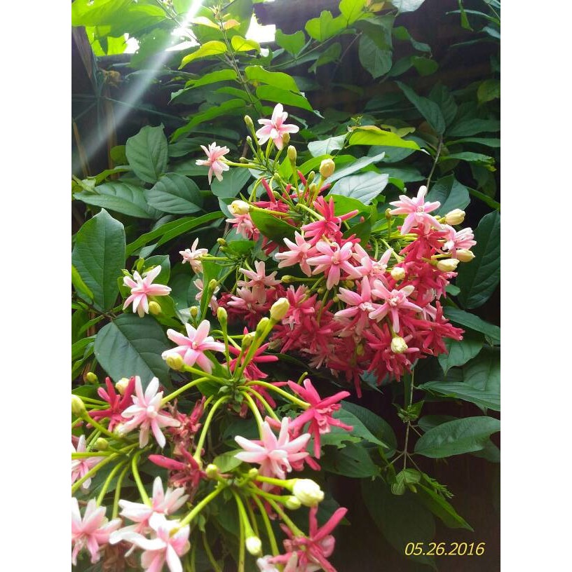 Jual Melati belanda tanaman bunga rambat | Shopee Indonesia