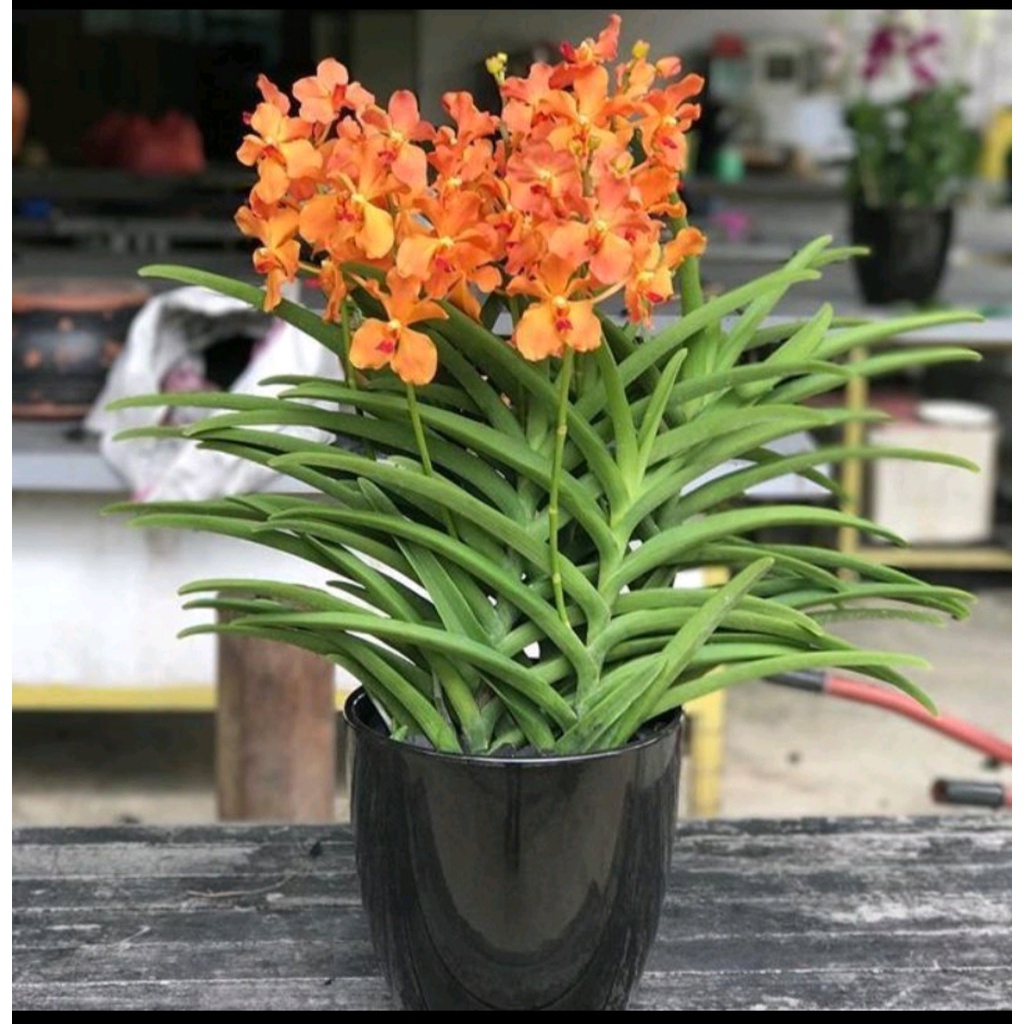 Jual PROMO-PLANT DEWASA-ANGGREK ASCOCENTRUM MINIATA-ANGGREK PANDA MINI ...