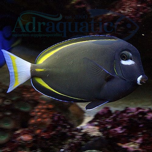 Jual (INSTANT BANDUNG) IKAN HIAS AIR LAUT BOTANA KACAMATA GOLD RIMMED ...