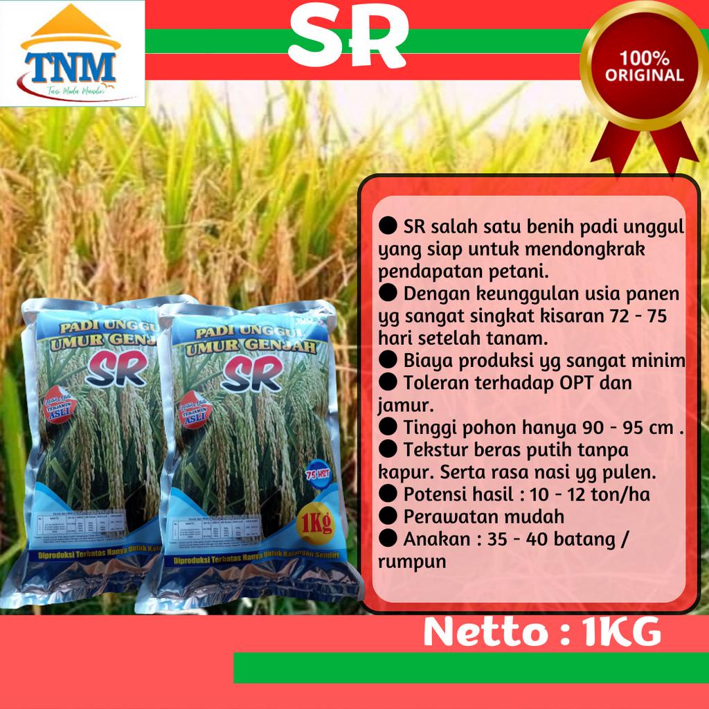 Jual Biji Padi Unggul 75 HST SR 1Kg | Shopee Indonesia